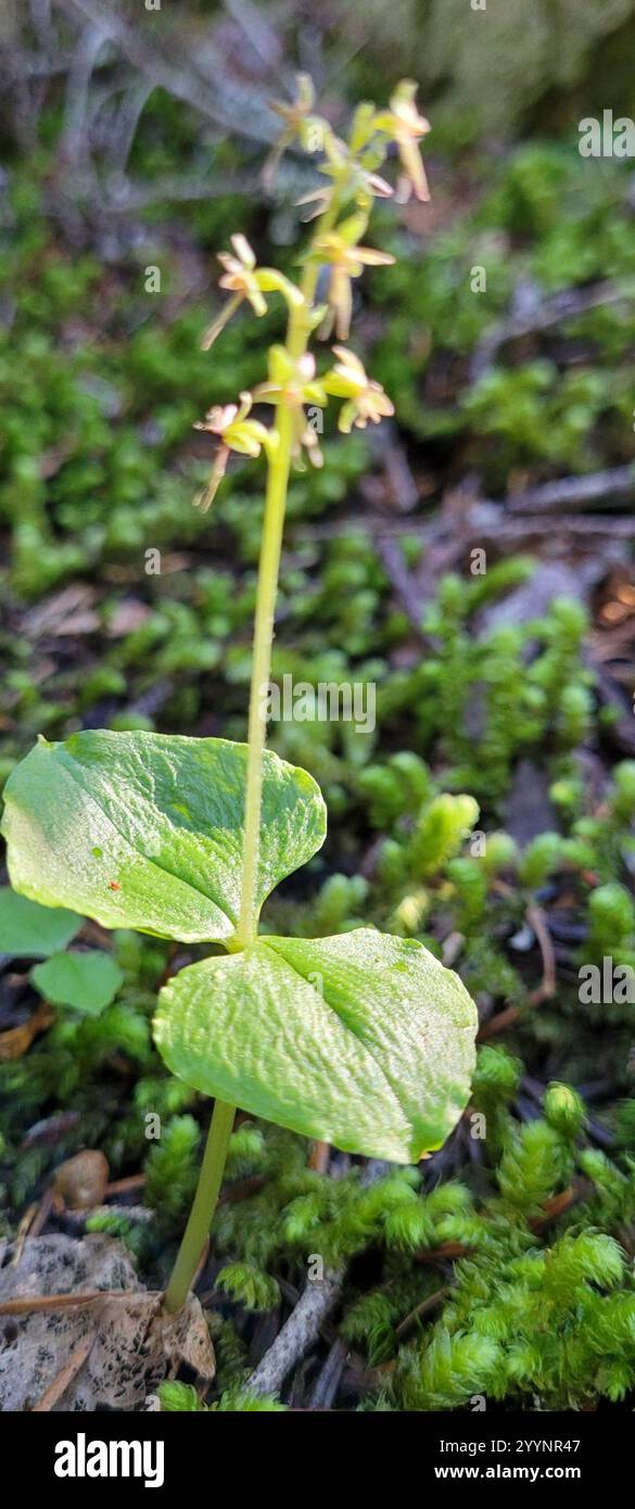Heartleaf Twayblade (Neottia cordata Stock Photo - Alamy