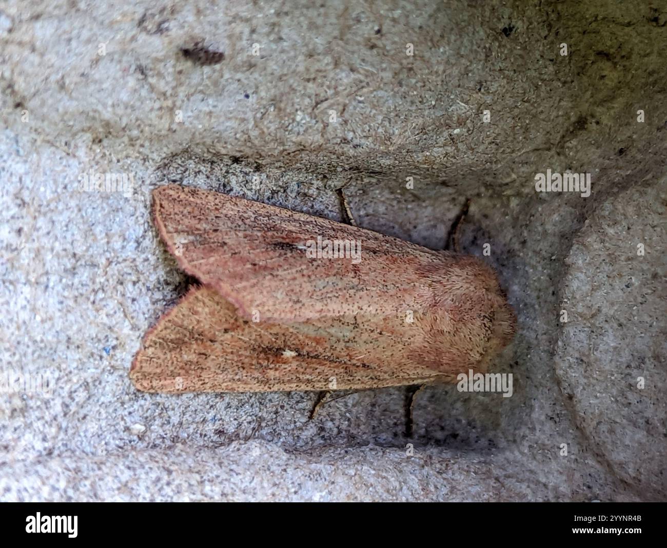 The Clay (Mythimna ferrago Stock Photo - Alamy