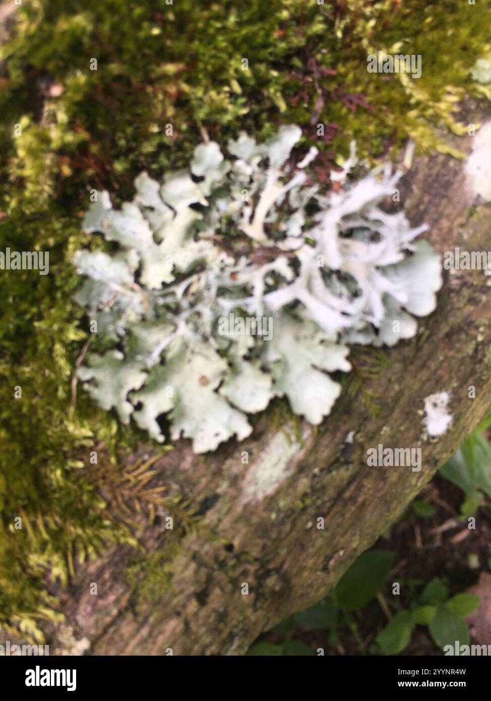 Elegant Fringe Lichen (Heterodermia leucomelos Stock Photo - Alamy