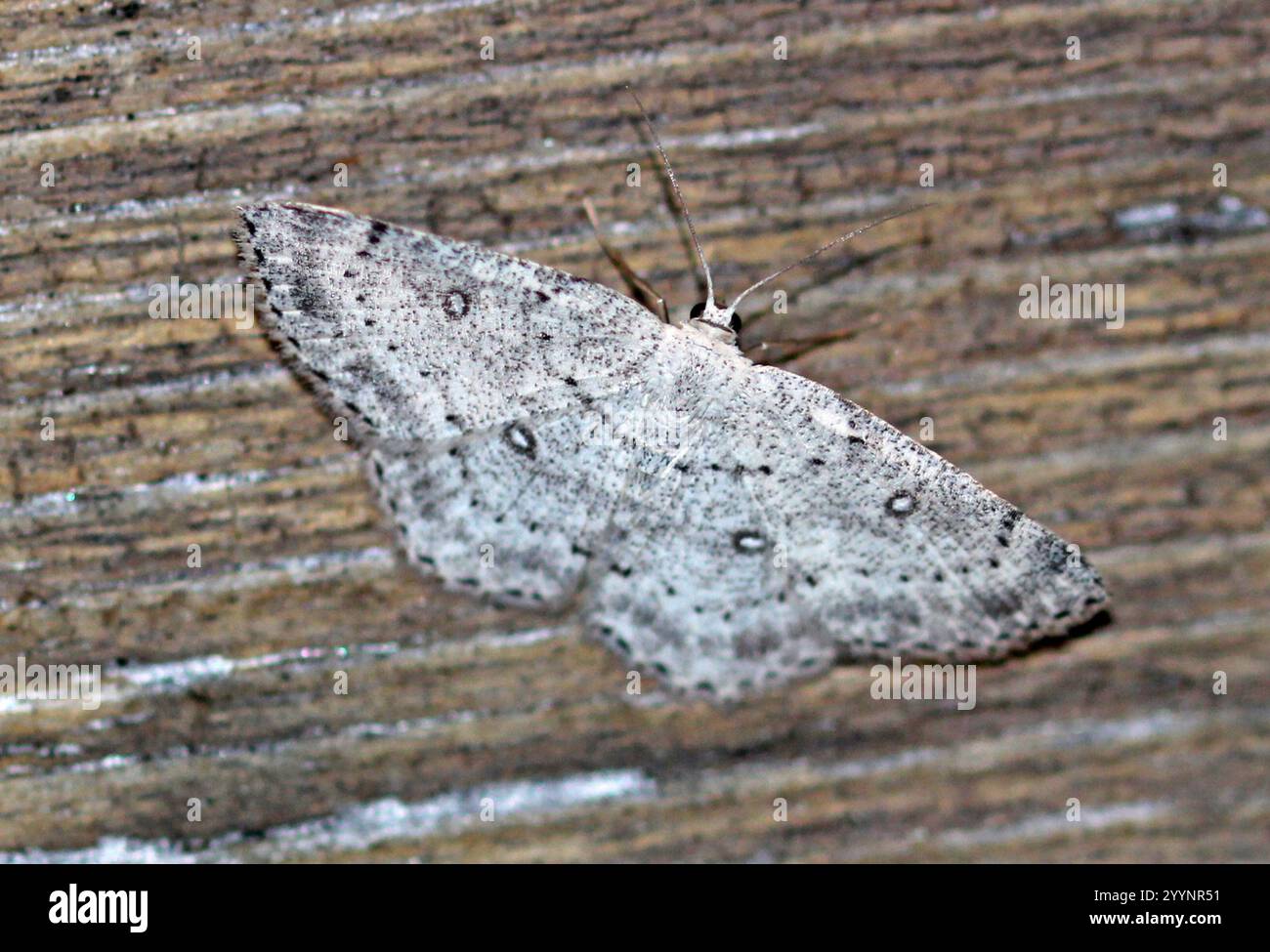 Cyclophora moth hi-res stock photography and images - Alamy