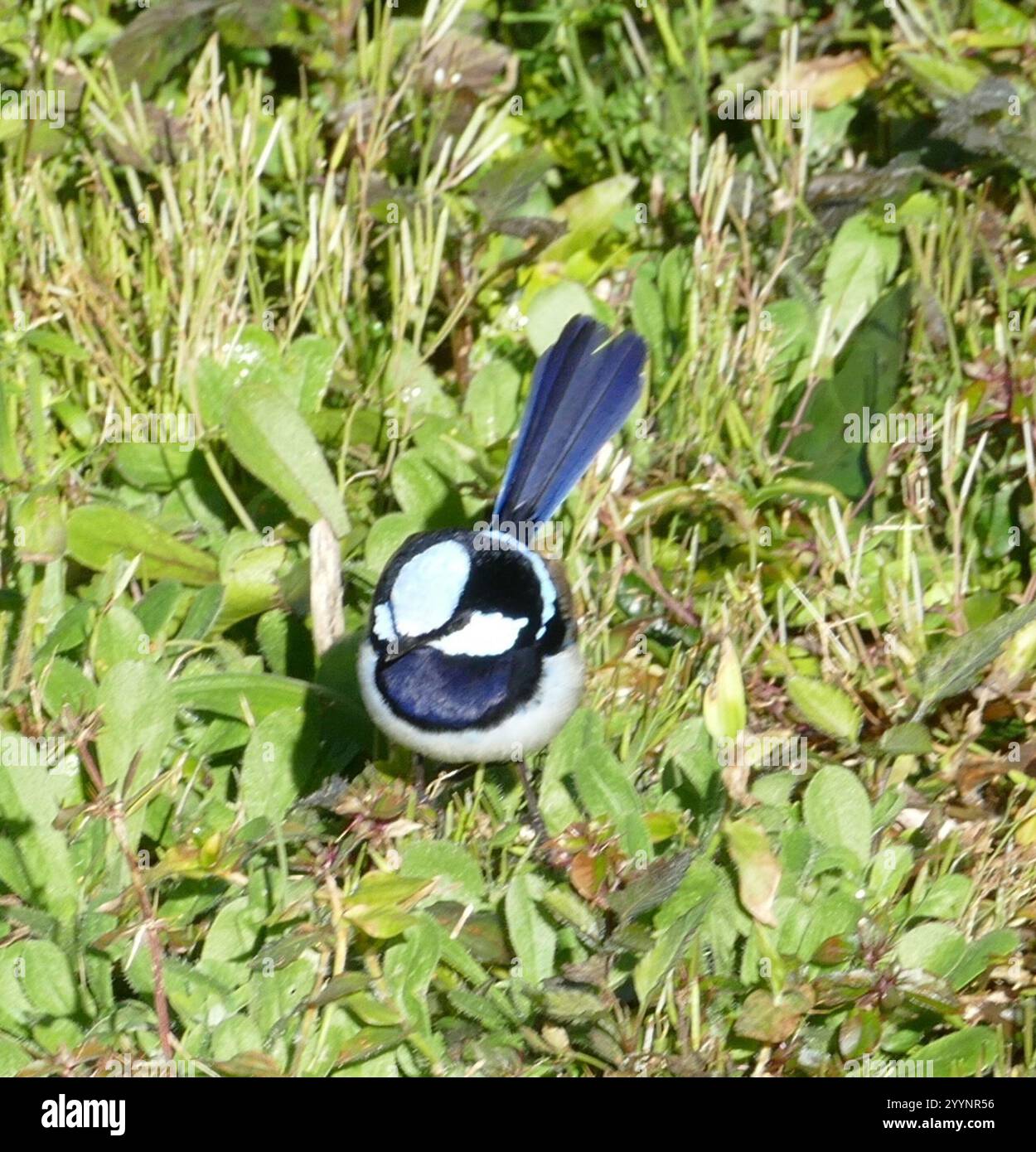 Superb Fairywren (Malurus cyaneus Stock Photo - Alamy