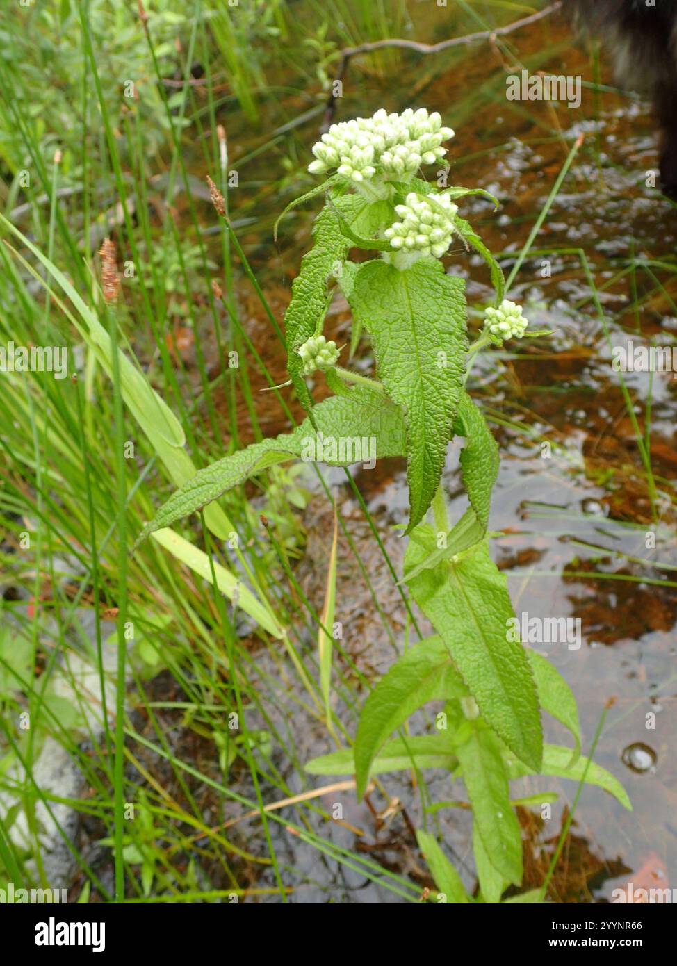 common boneset (Eupatorium perfoliatum Stock Photo - Alamy