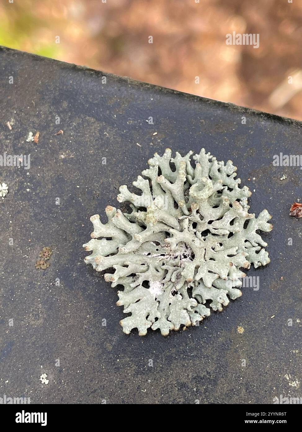 Powder-headed Tube Lichen (Hypogymnia tubulosa Stock Photo - Alamy