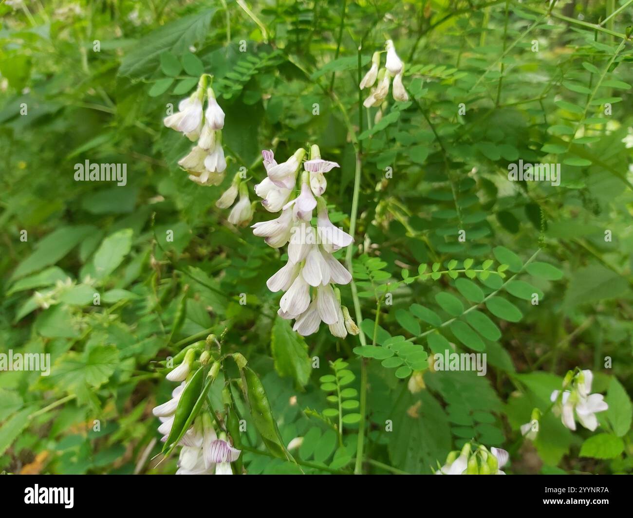 Wood Vetch (Vicia sylvatica Stock Photo - Alamy