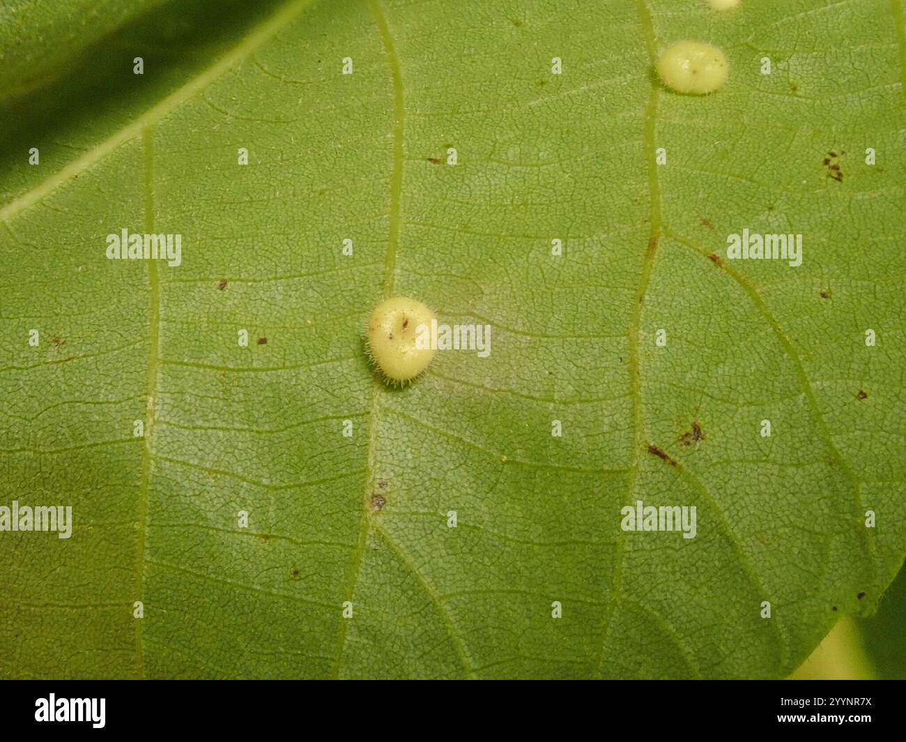 Hickory Placenta Gall Midge (Caryomyia thompsoni Stock Photo - Alamy