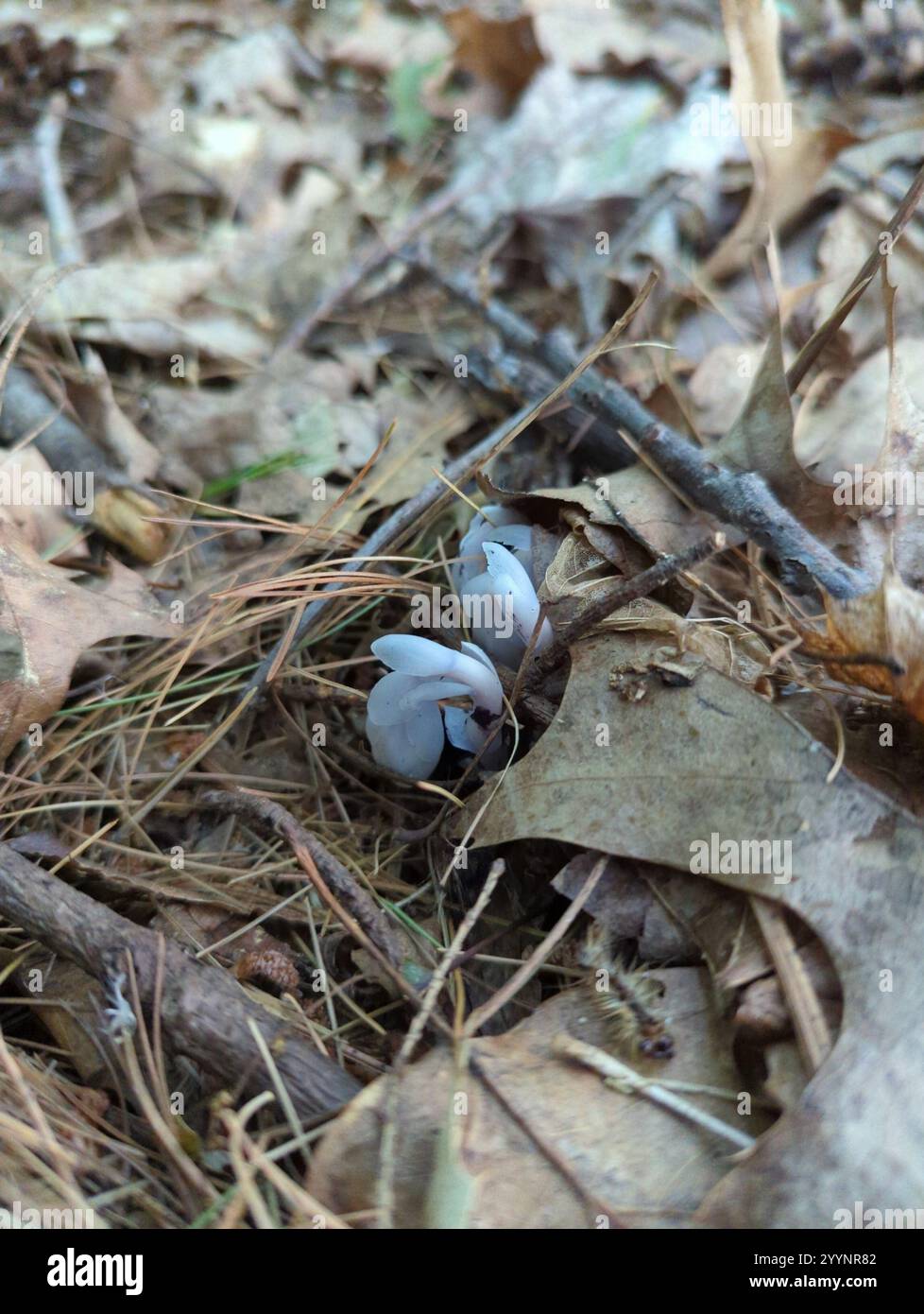 Ghost Pipe (Monotropa uniflora Stock Photo - Alamy