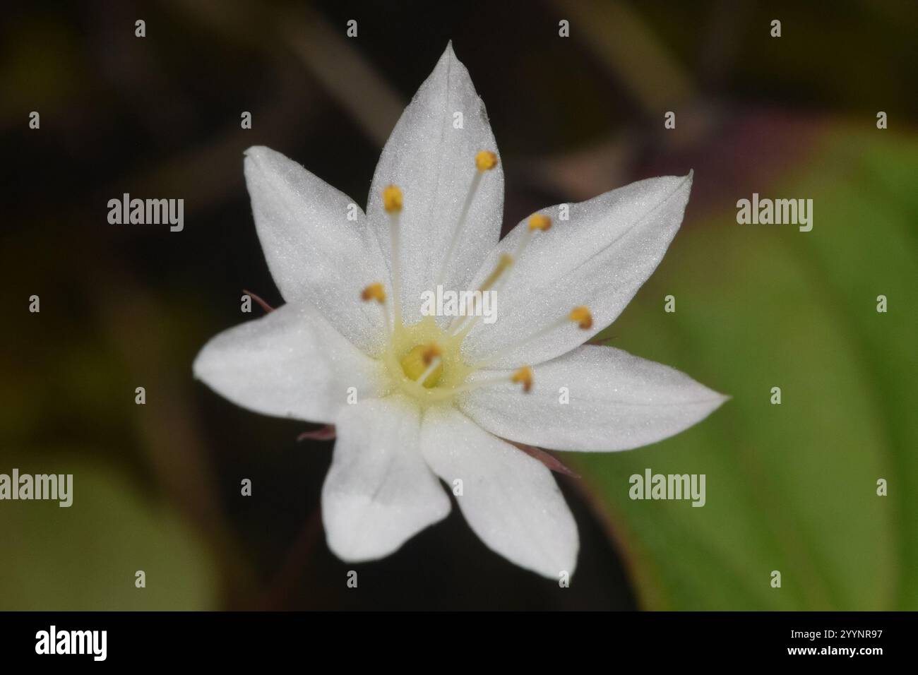 Arctic Starflower (Lysimachia europaea Stock Photo - Alamy