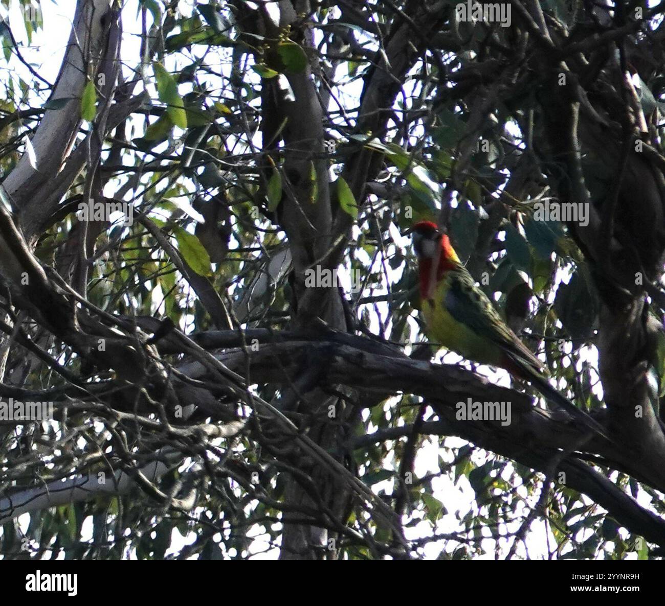 Southeast Eastern Rosella (Platycercus eximius eximius Stock Photo - Alamy