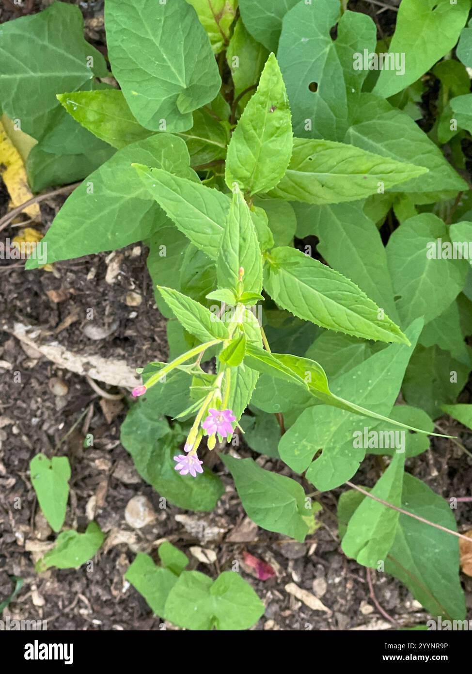 Broad-leaved Willowherb (Epilobium montanum Stock Photo - Alamy
