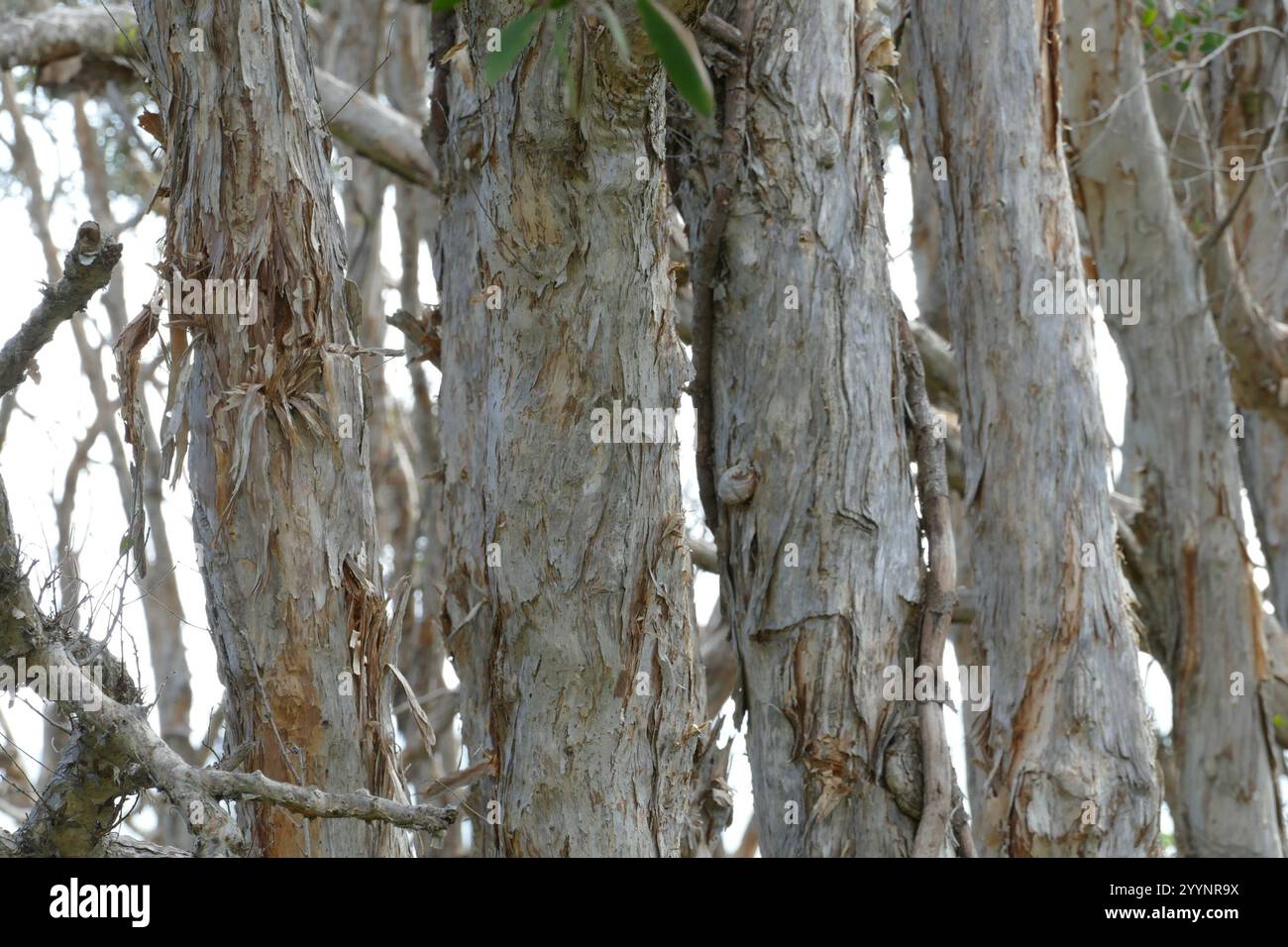 Broad-leaved paperbark (Melaleuca quinquenervia Stock Photo - Alamy