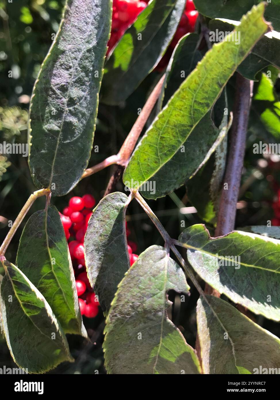 red-berried elder (Sambucus racemosa Stock Photo - Alamy
