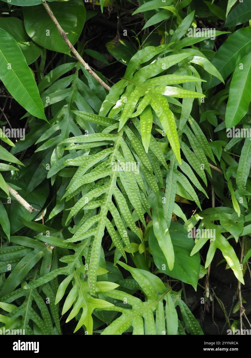 monarch fern (Microsorum scolopendria Stock Photo - Alamy