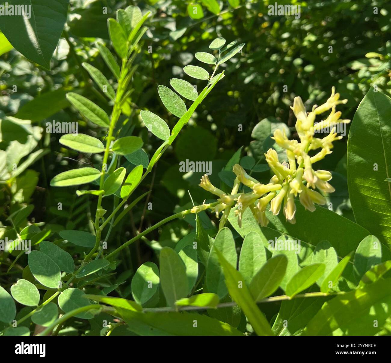 Canadian milkvetch (Astragalus canadensis Stock Photo - Alamy