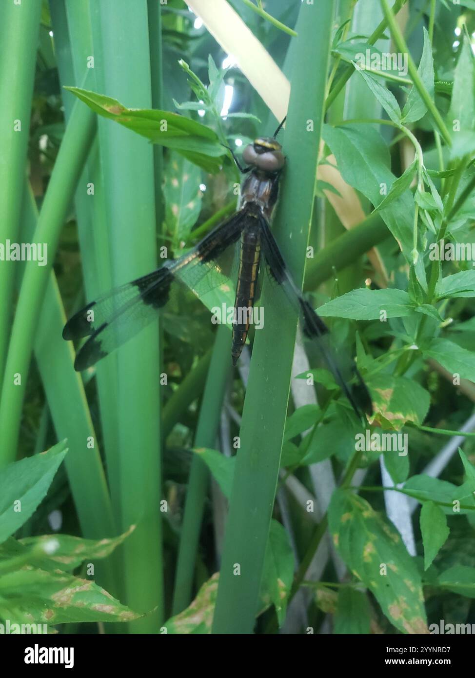 Twelve-spotted Skimmer (Libellula pulchella Stock Photo - Alamy