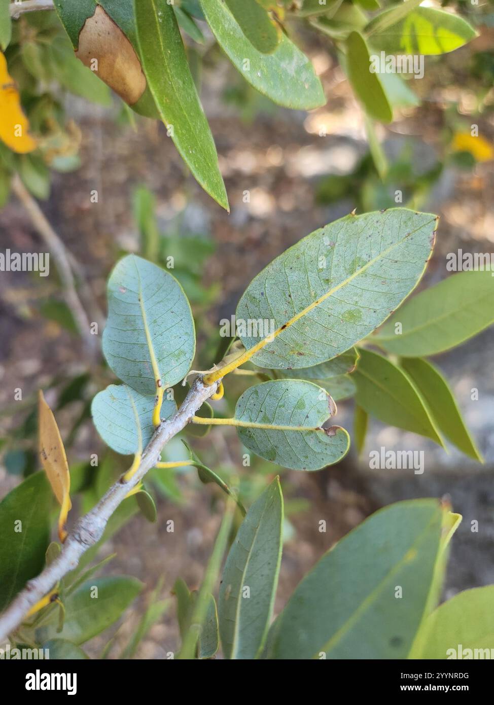 Canyon oak quercus chrysolepis hi-res stock photography and images - Alamy