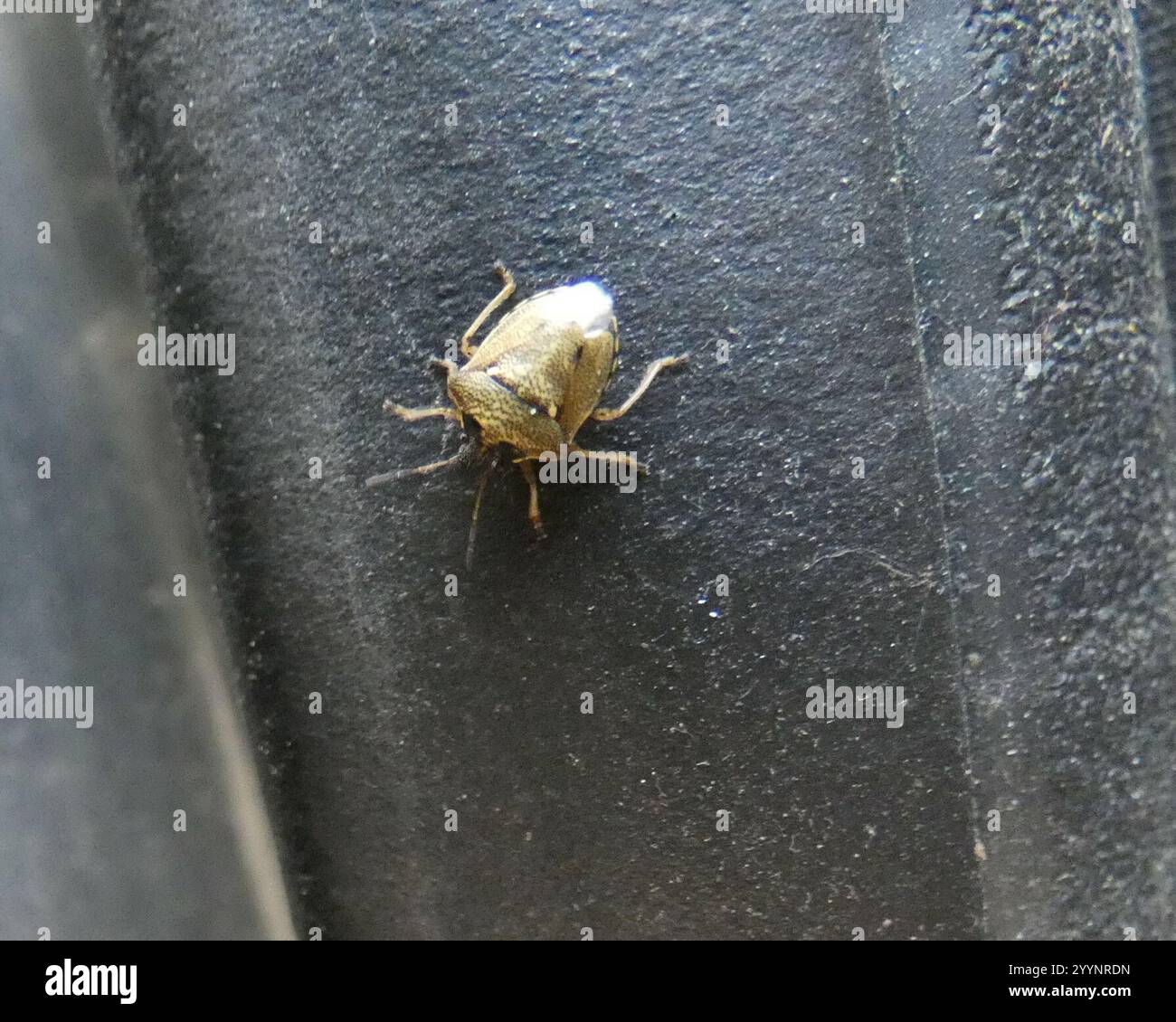 New Forest shieldbug (Eysarcoris aeneus Stock Photo - Alamy