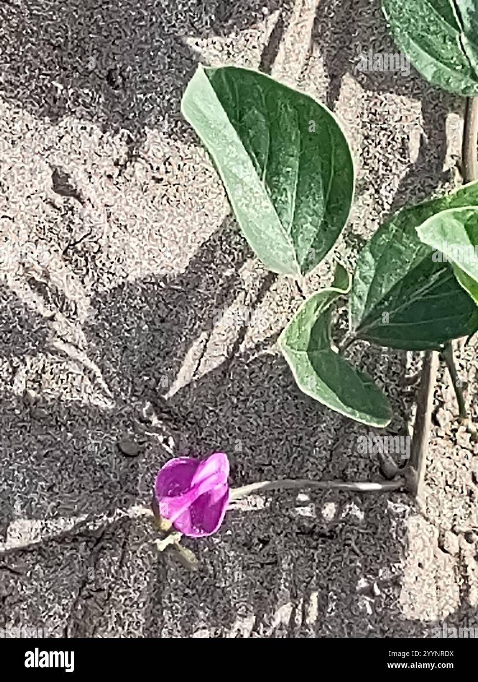Canavalia rosea beach bean hi-res stock photography and images - Alamy