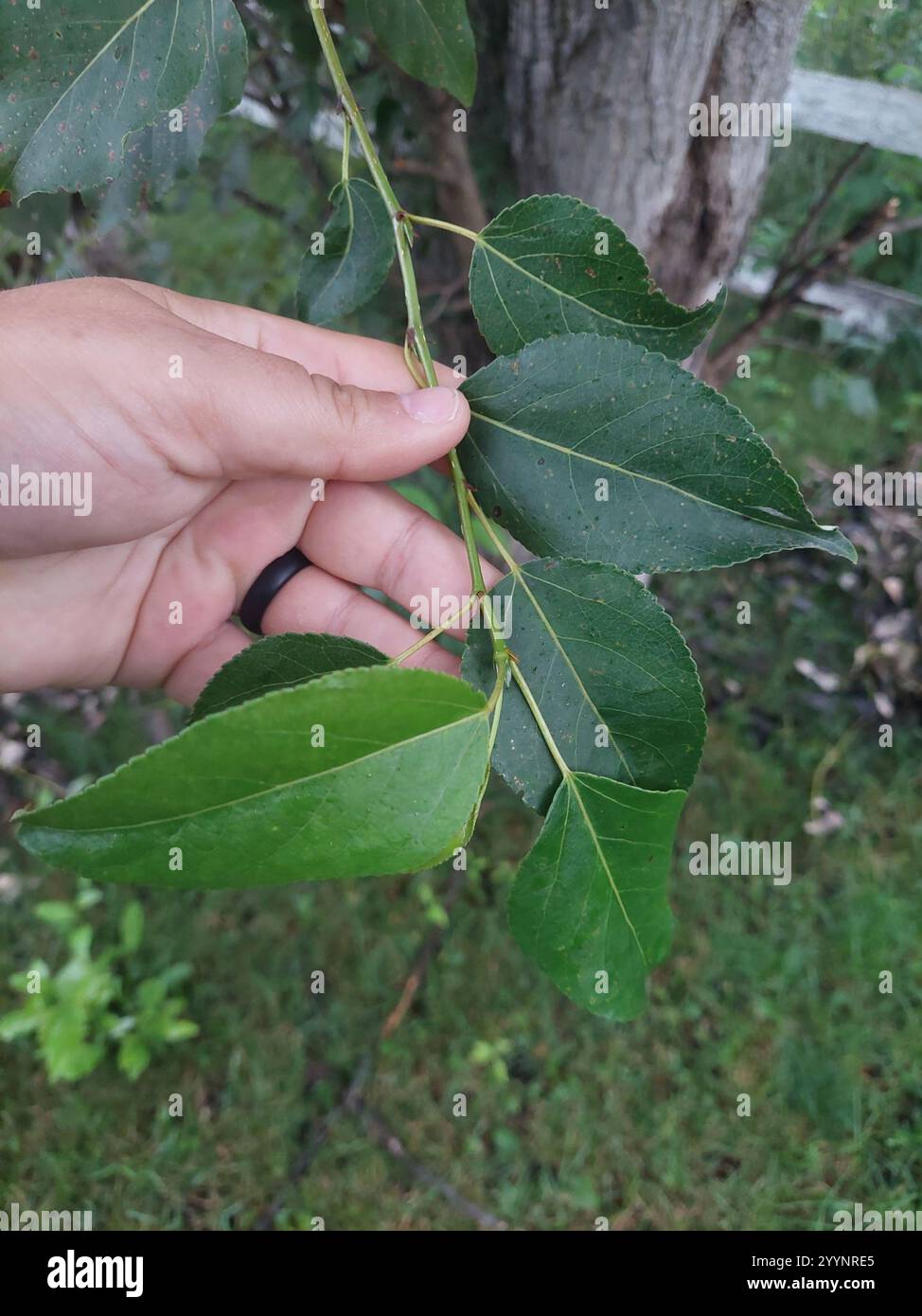balsam poplar (Populus balsamifera Stock Photo - Alamy