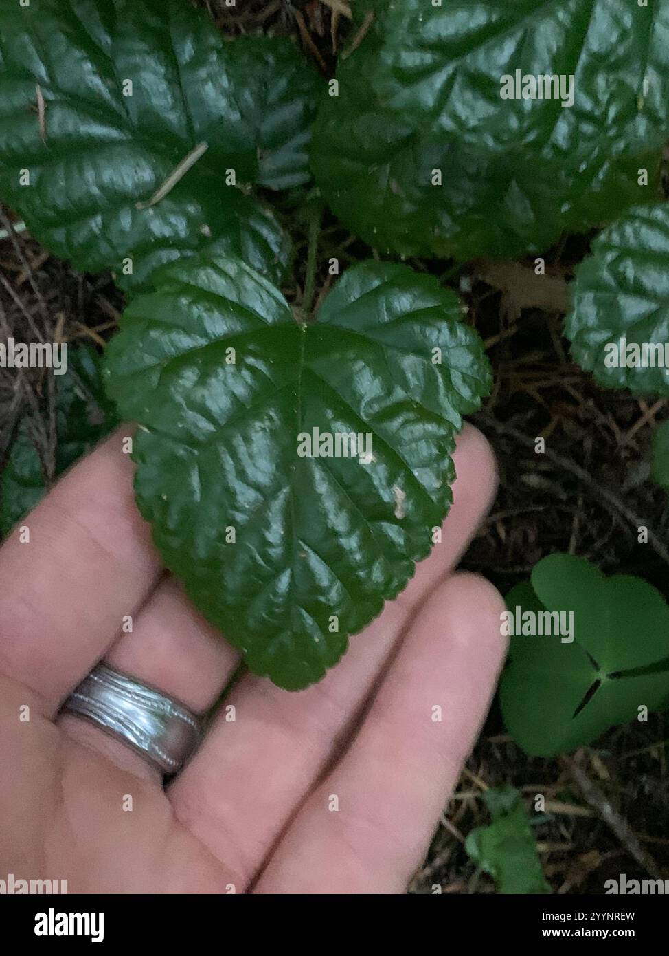 snow dwarf bramble (Rubus nivalis Stock Photo - Alamy