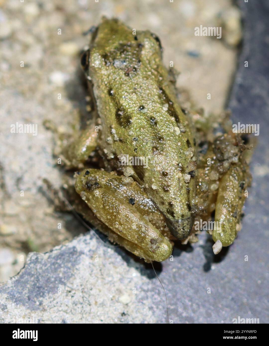 Pacific chorus frog (Pseudacris regilla Stock Photo - Alamy