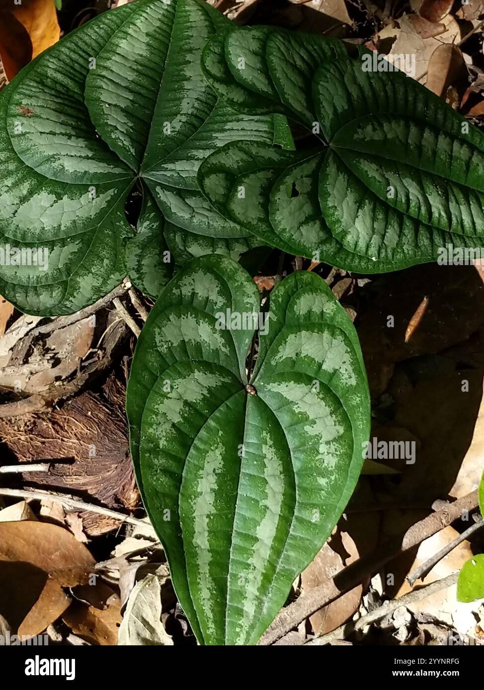 Cinnamon vines hi-res stock photography and images - Alamy