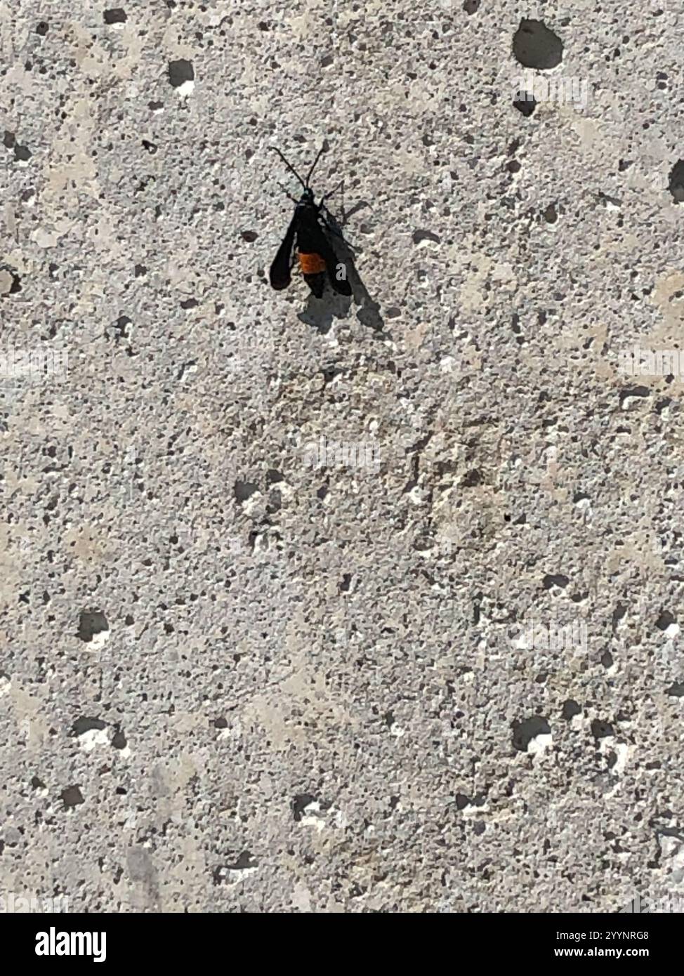 Peachtree Borer Moth (Synanthedon exitiosa Stock Photo - Alamy