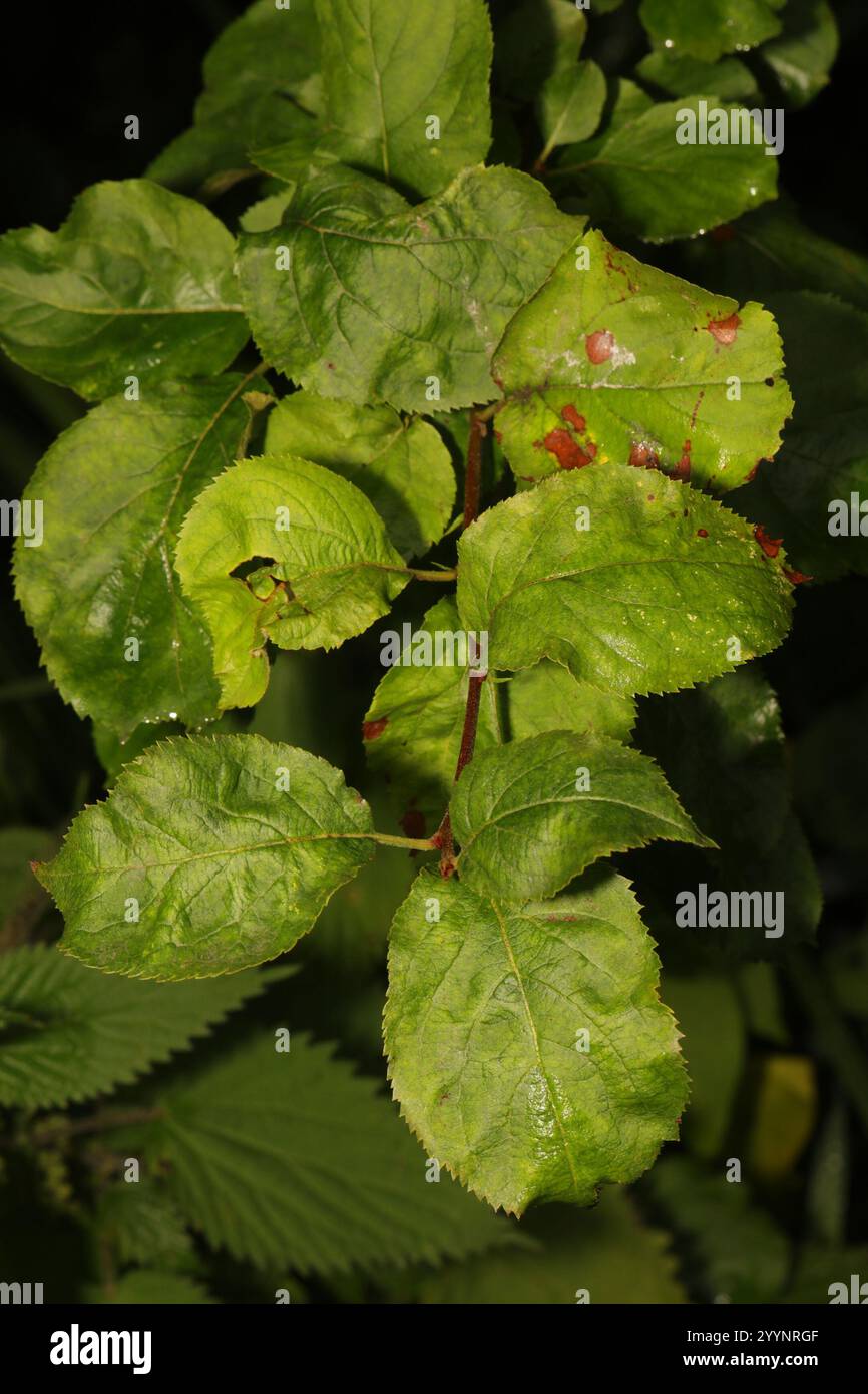 European Wild Apple (Malus sylvestris Stock Photo - Alamy