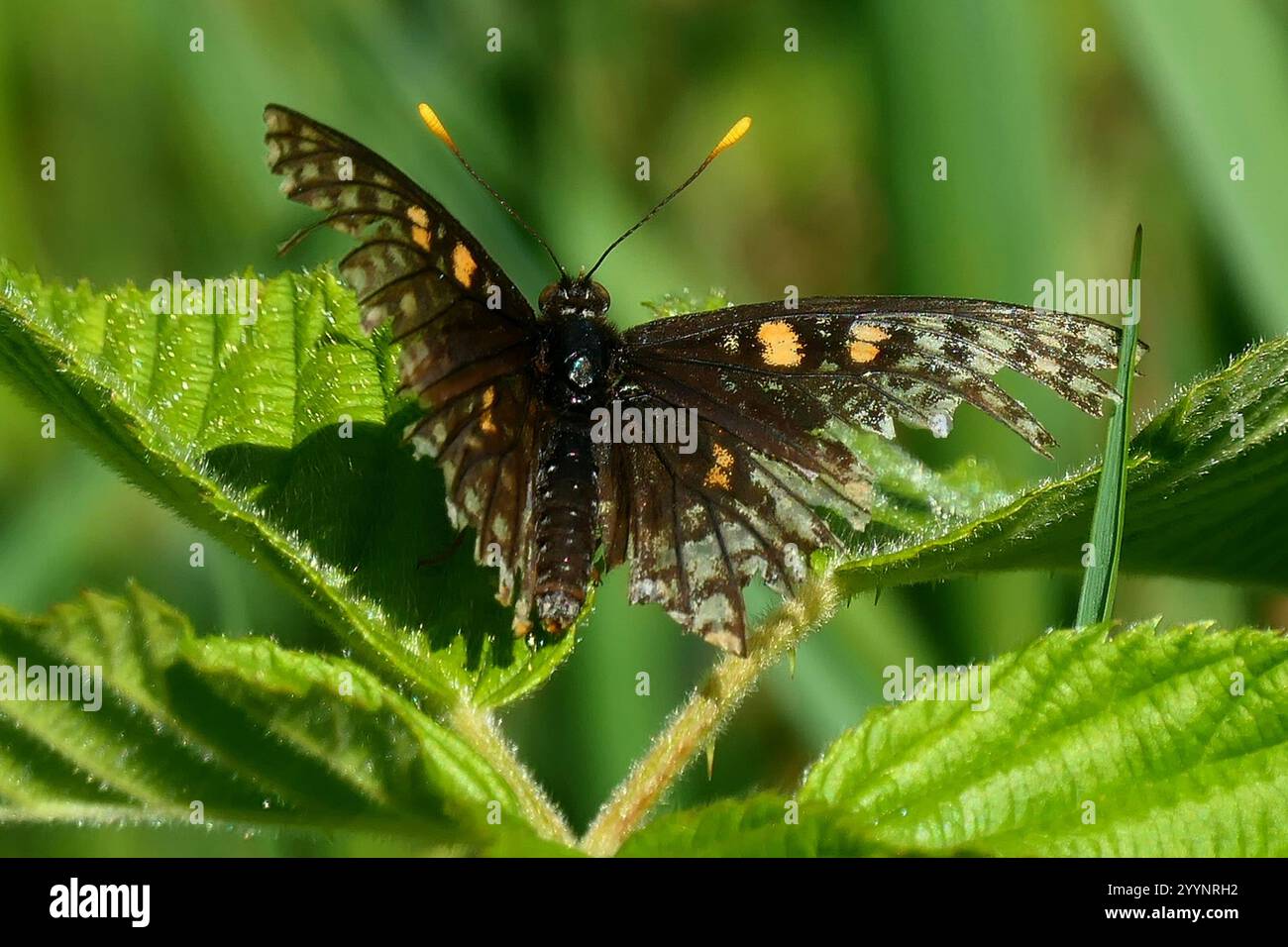 Baltimore Checkerspot (Euphydryas phaeton Stock Photo - Alamy