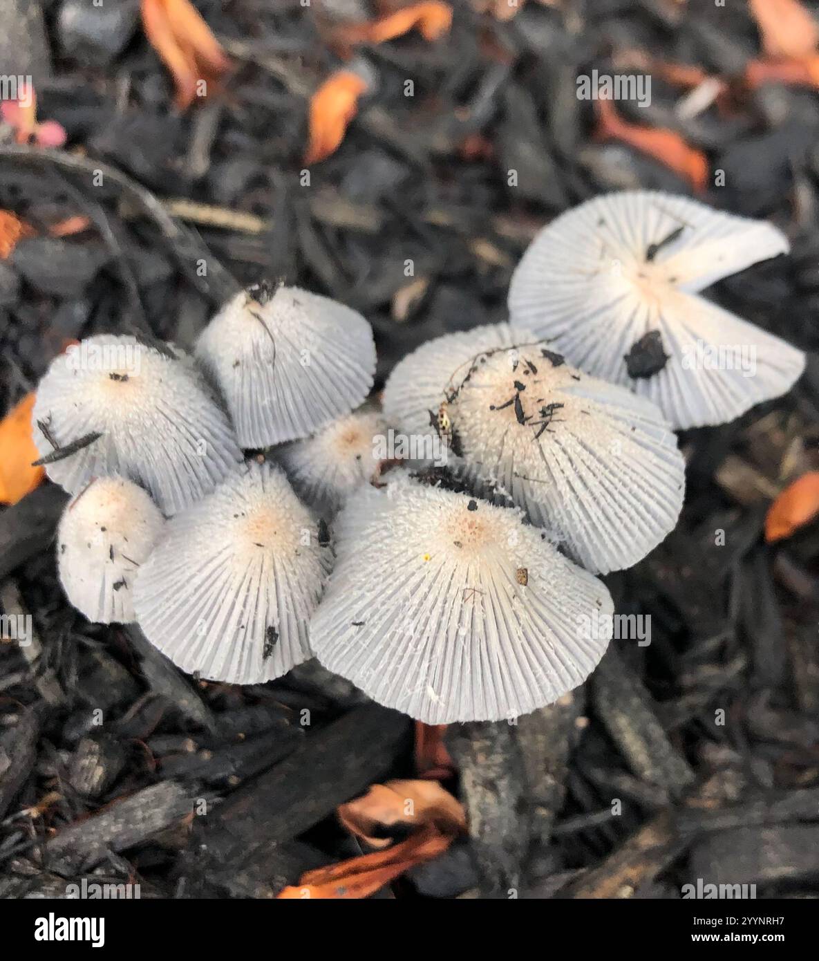 Brittlestems and Allies (Psathyrellaceae Stock Photo - Alamy