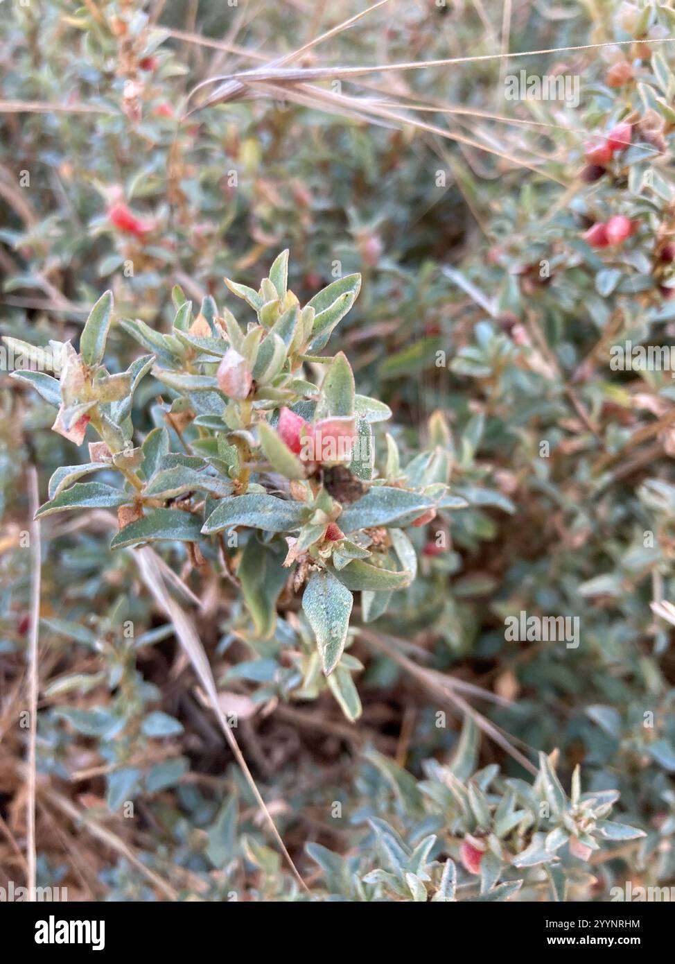 berry saltbush (Atriplex semibaccata Stock Photo - Alamy