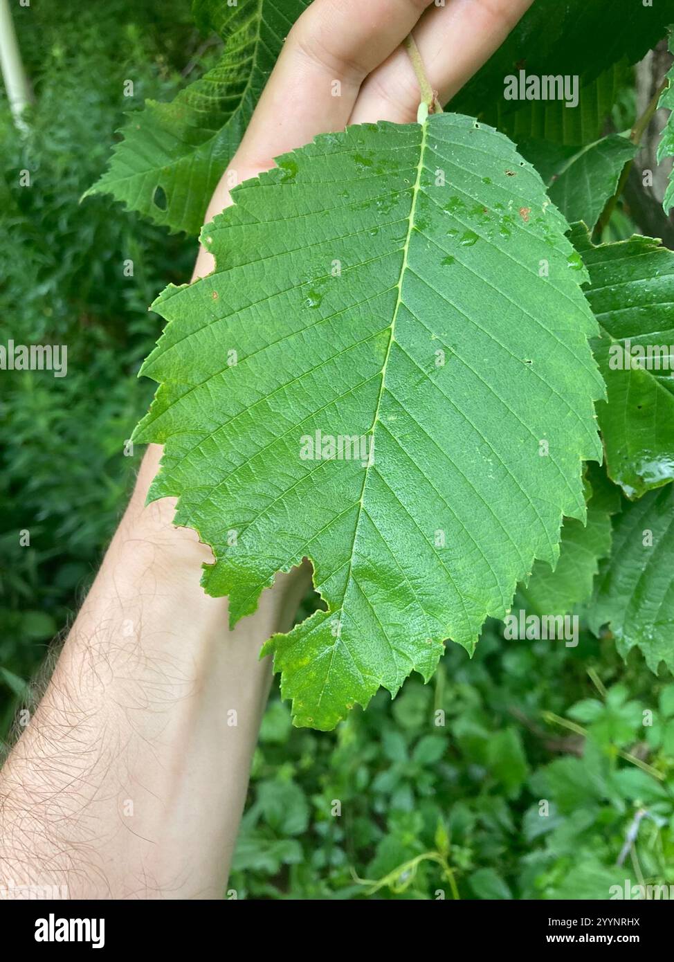 American elm (Ulmus americana Stock Photo - Alamy