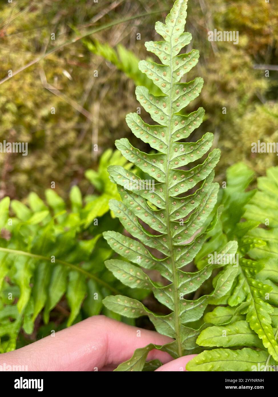 common polypody (Polypodium vulgare Stock Photo - Alamy