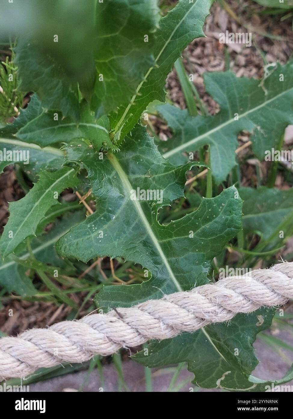 Smooth Field Sowthistle (Sonchus arvensis uliginosus Stock Photo - Alamy