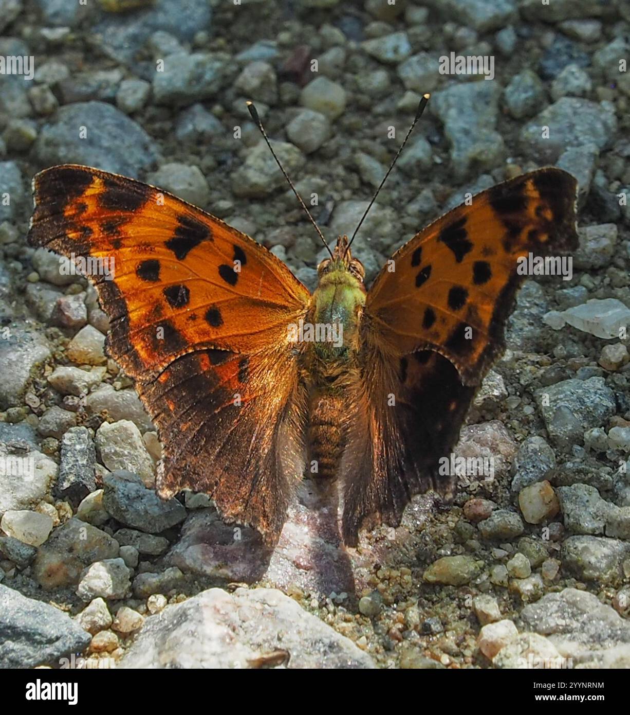 Eastern Comma (Polygonia comma Stock Photo - Alamy