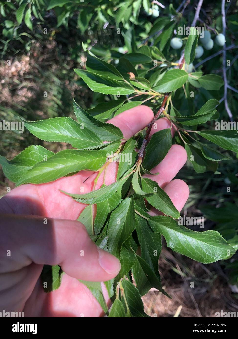 American plum (Prunus americana Stock Photo - Alamy