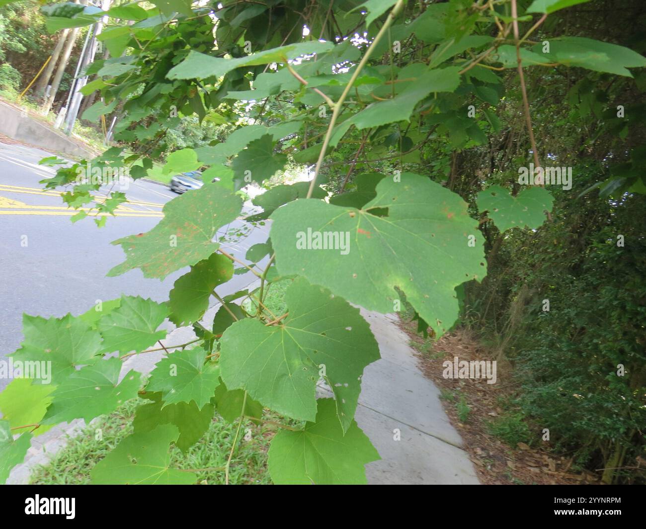 graybark grape (Vitis cinerea Stock Photo - Alamy
