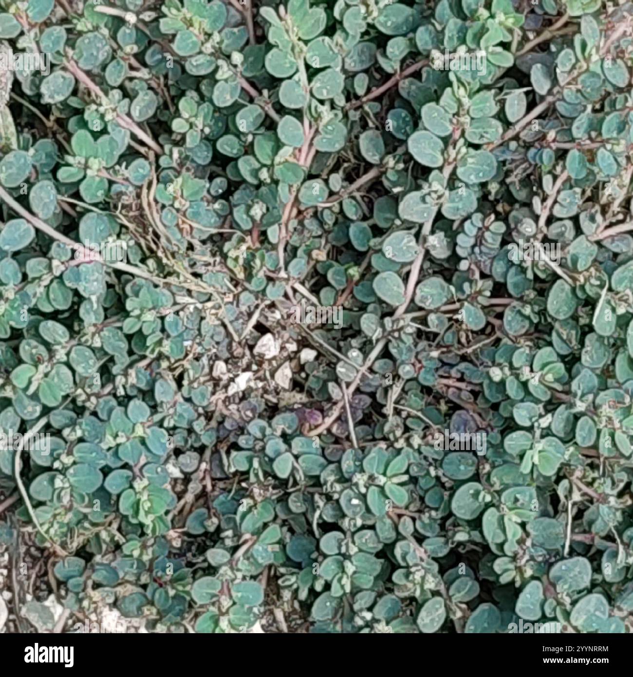 prostrate sandmat (Euphorbia prostrata Stock Photo - Alamy