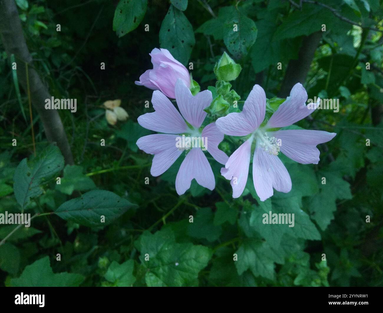 Eastern Tree-mallow (Malva thuringiaca Stock Photo - Alamy