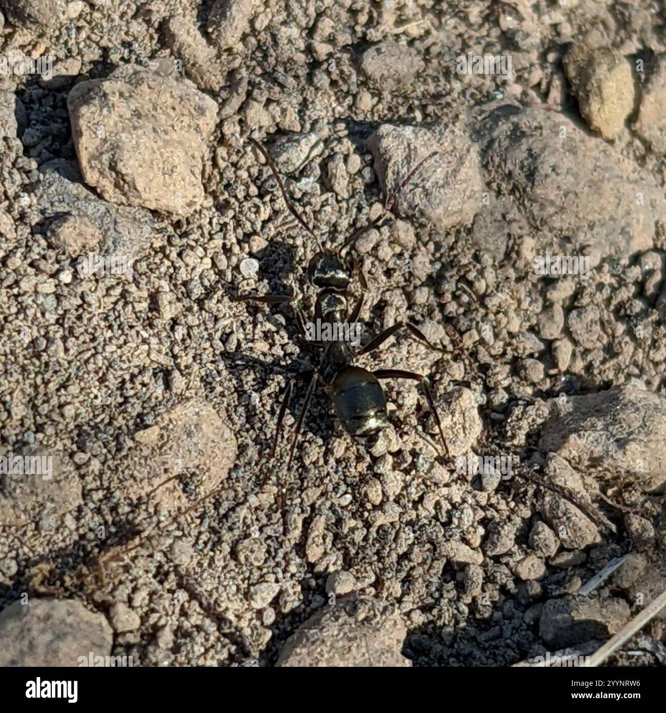 fusca-group Field Ants and Allies (Formica fusca Stock Photo - Alamy