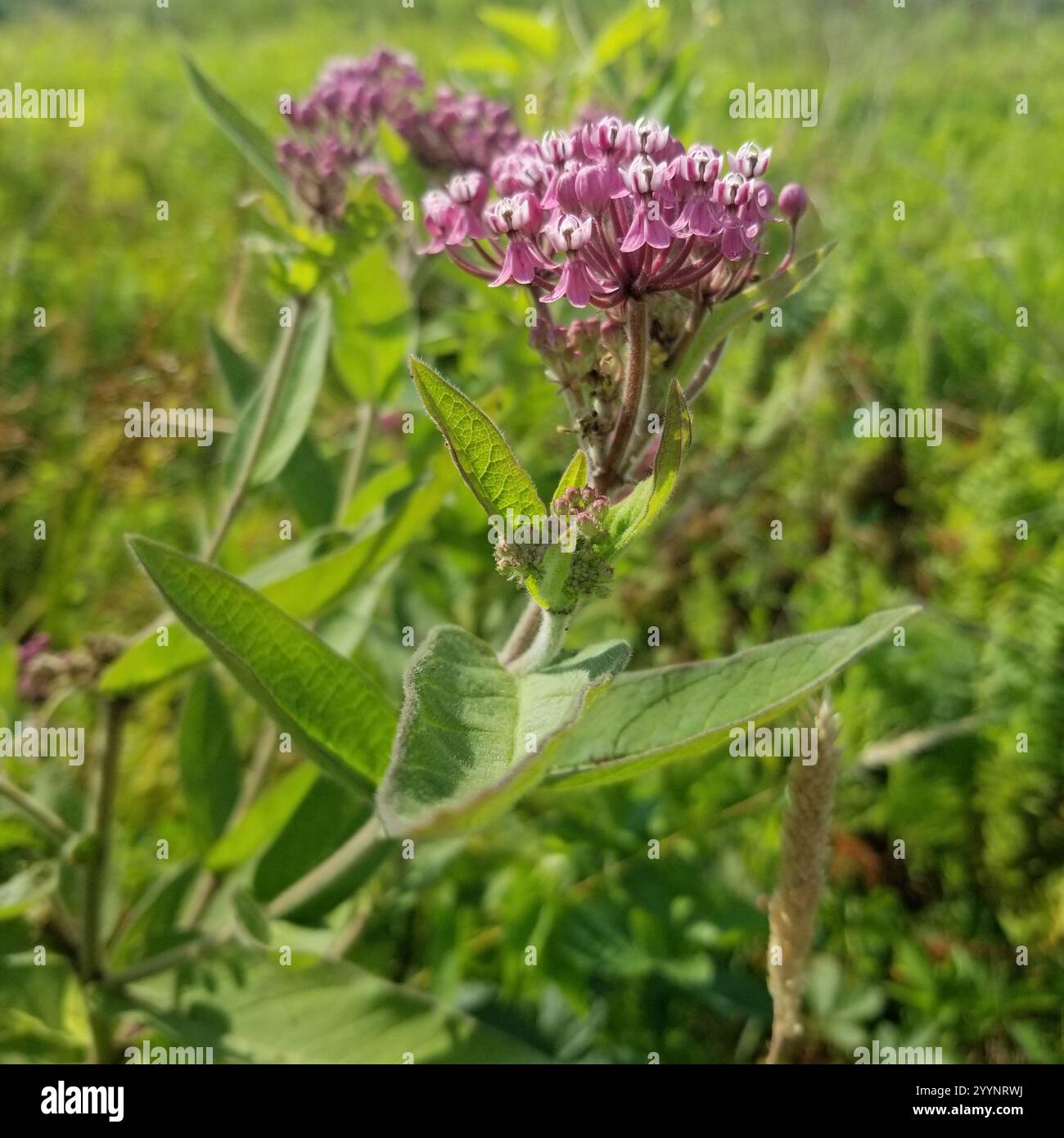 swamp milkweed (Asclepias incarnata Stock Photo - Alamy