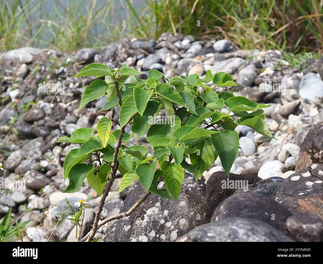 Paper mulberry (Broussonetia papyrifera Stock Photo - Alamy