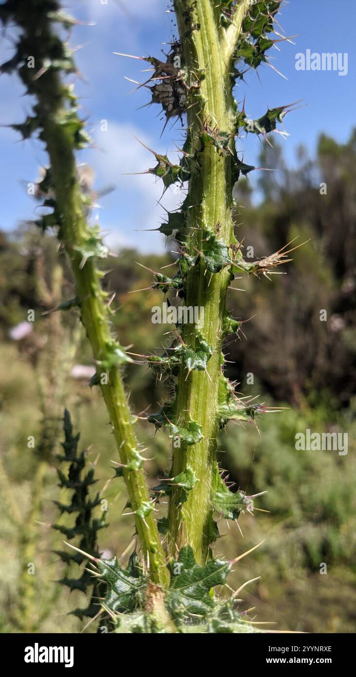 Afroalpine Thistle (Carduus keniensis Stock Photo - Alamy