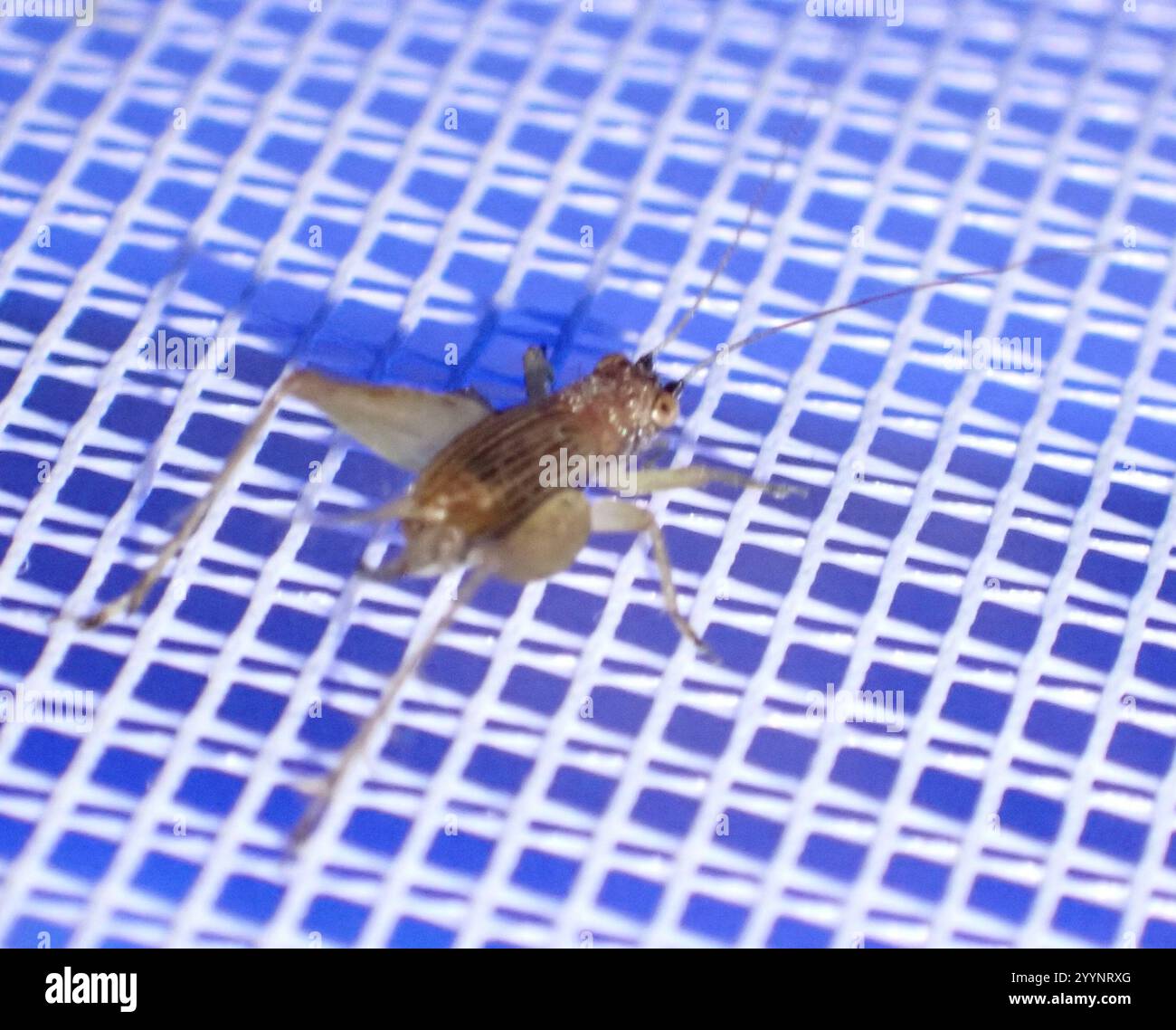 Trigs, Sword-tailed Crickets, and Ground Crickets (Trigonidiidae Stock ...