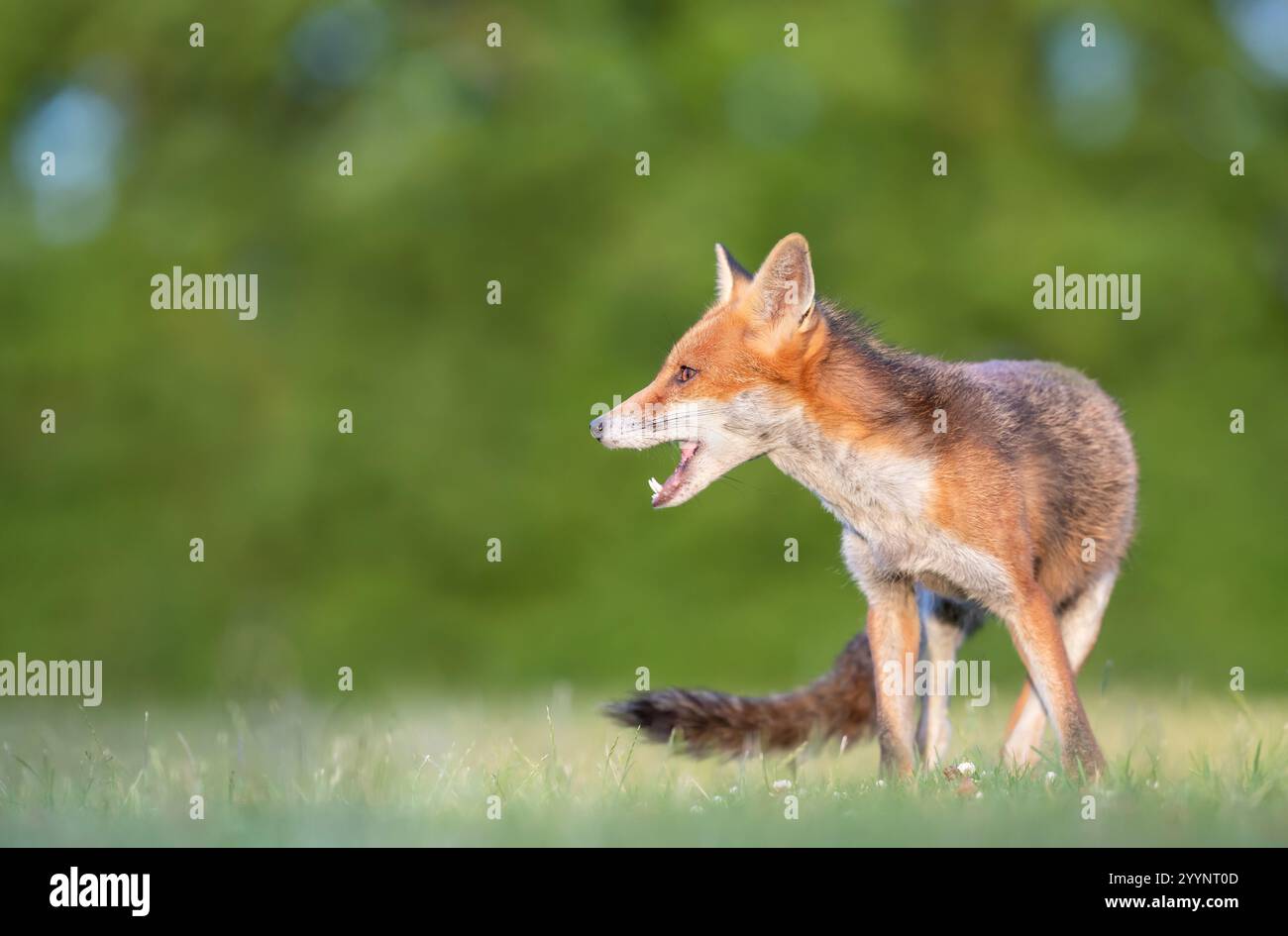 Red fox close up with mouth open hi-res stock photography and images ...