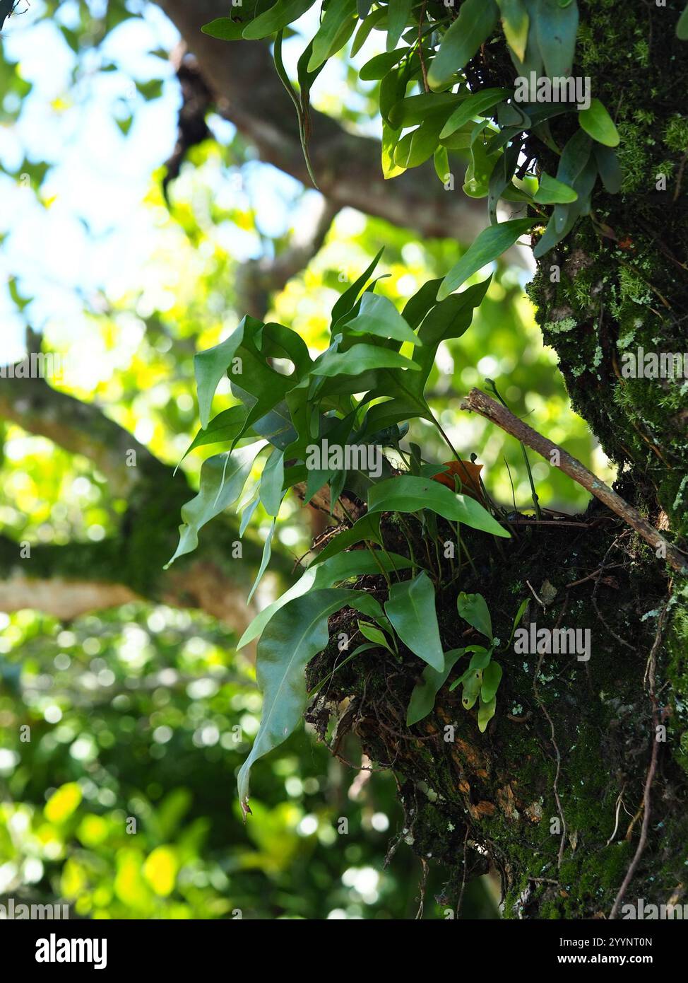 monarch fern (Microsorum scolopendria Stock Photo - Alamy