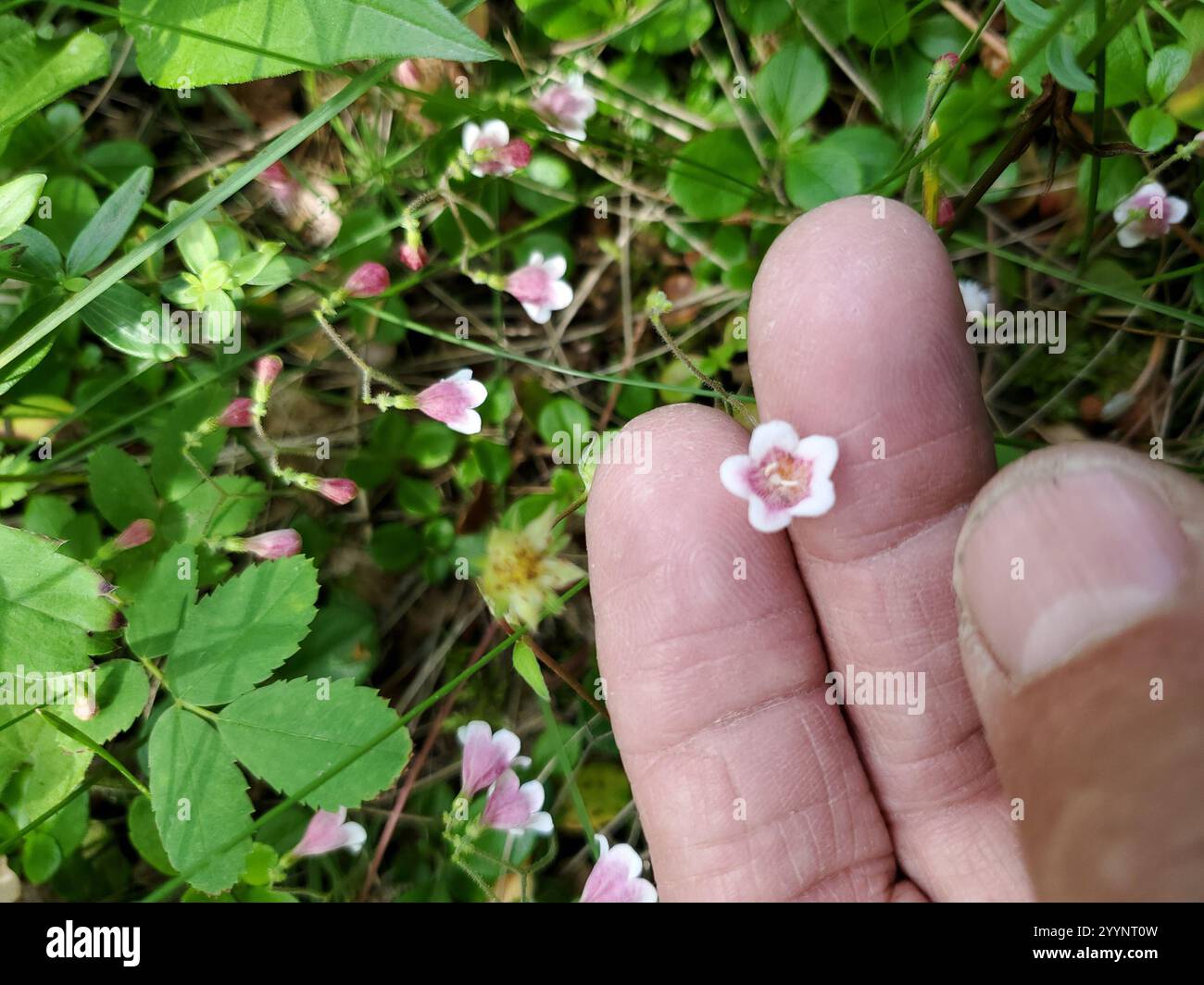 Twinflower (Linnaea borealis Stock Photo - Alamy
