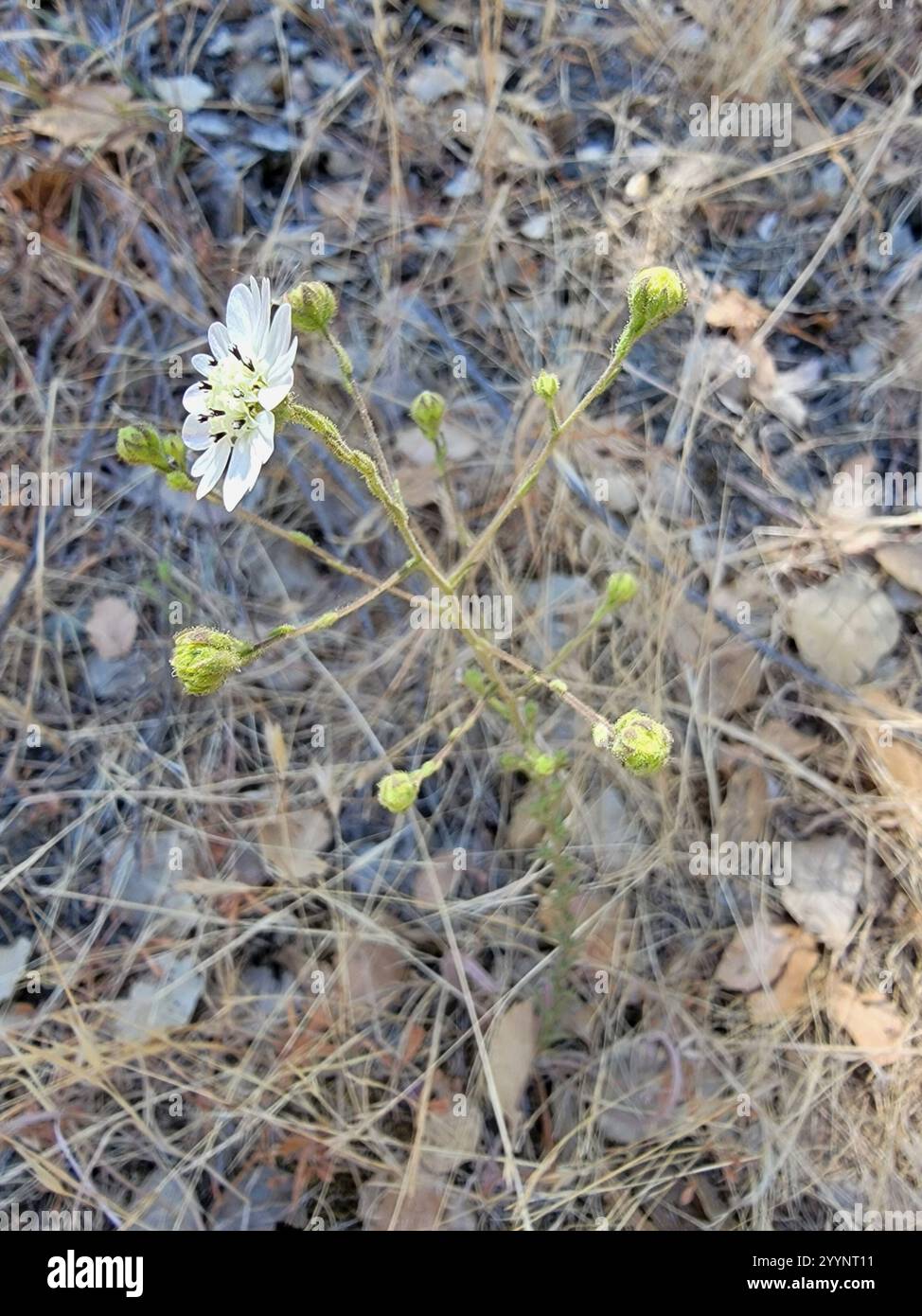 Hayfield Tarweed (Hemizonia congesta Stock Photo - Alamy