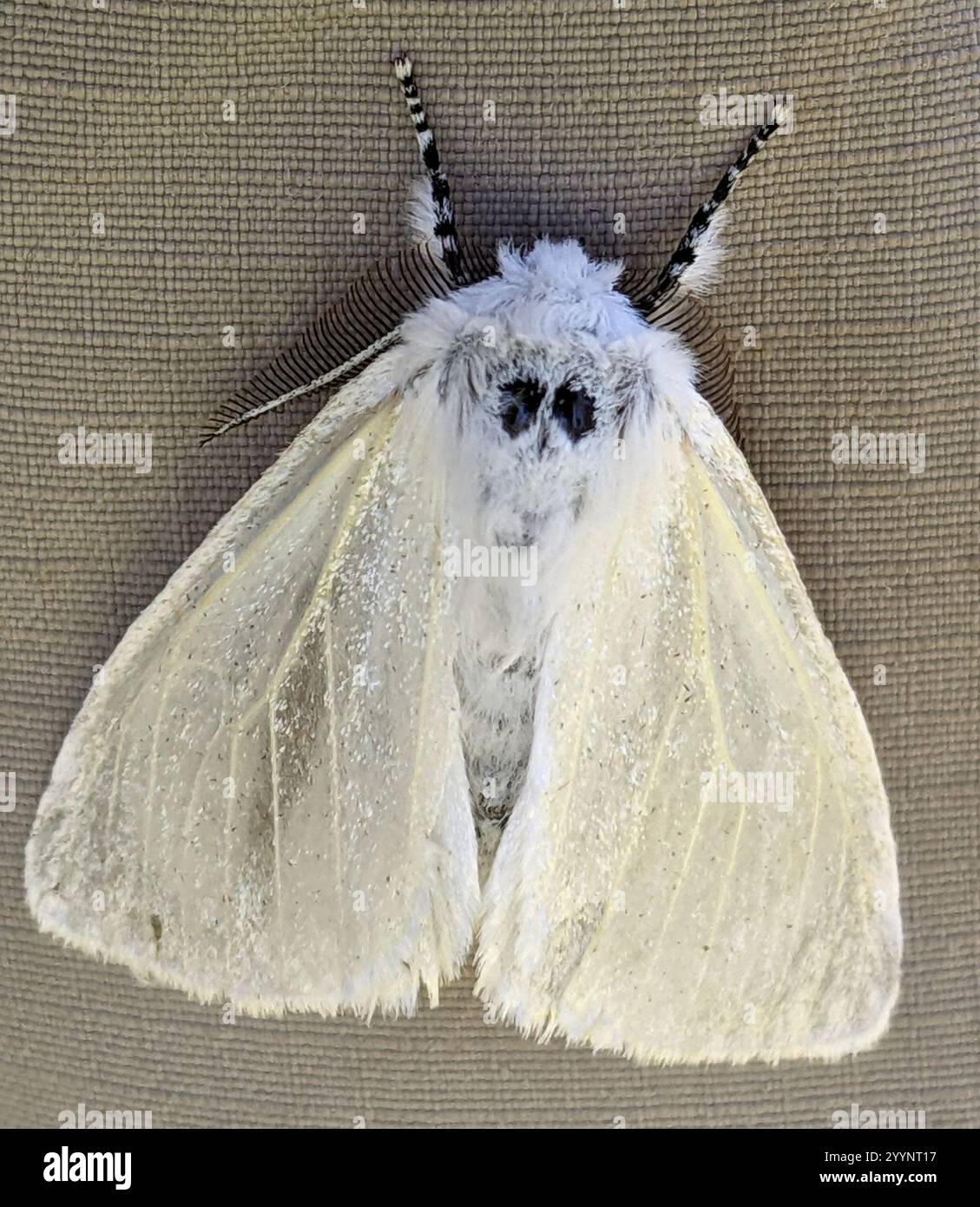White Satin Moth (Leucoma salicis Stock Photo - Alamy