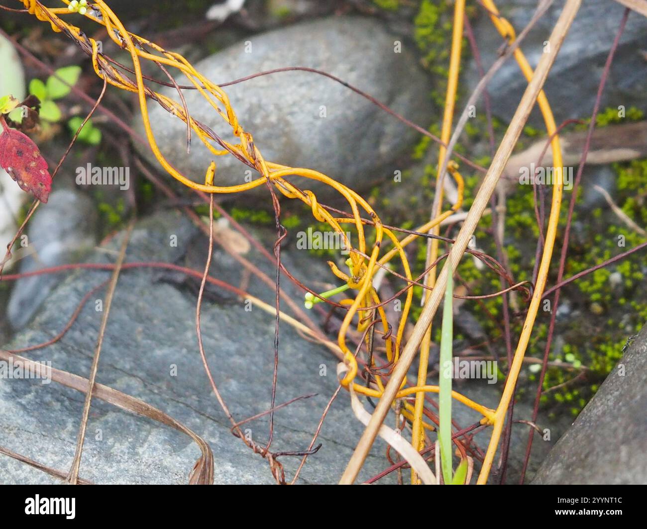 Dodder laurel hi-res stock photography and images - Alamy