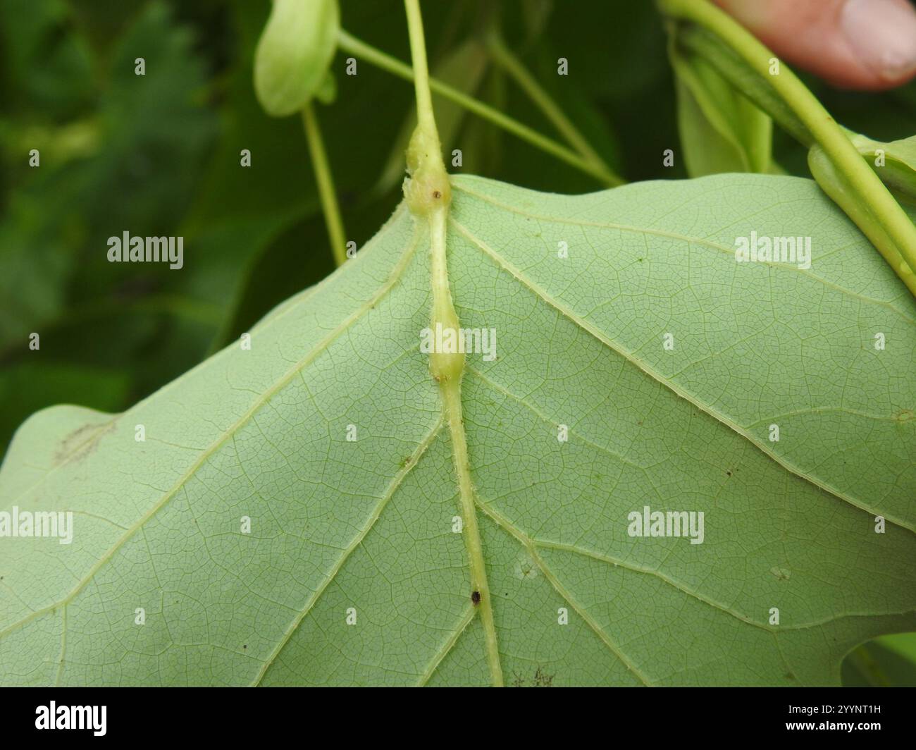 Tulip Tree Spot Gall Midge (Resseliella tulipiferae Stock Photo - Alamy